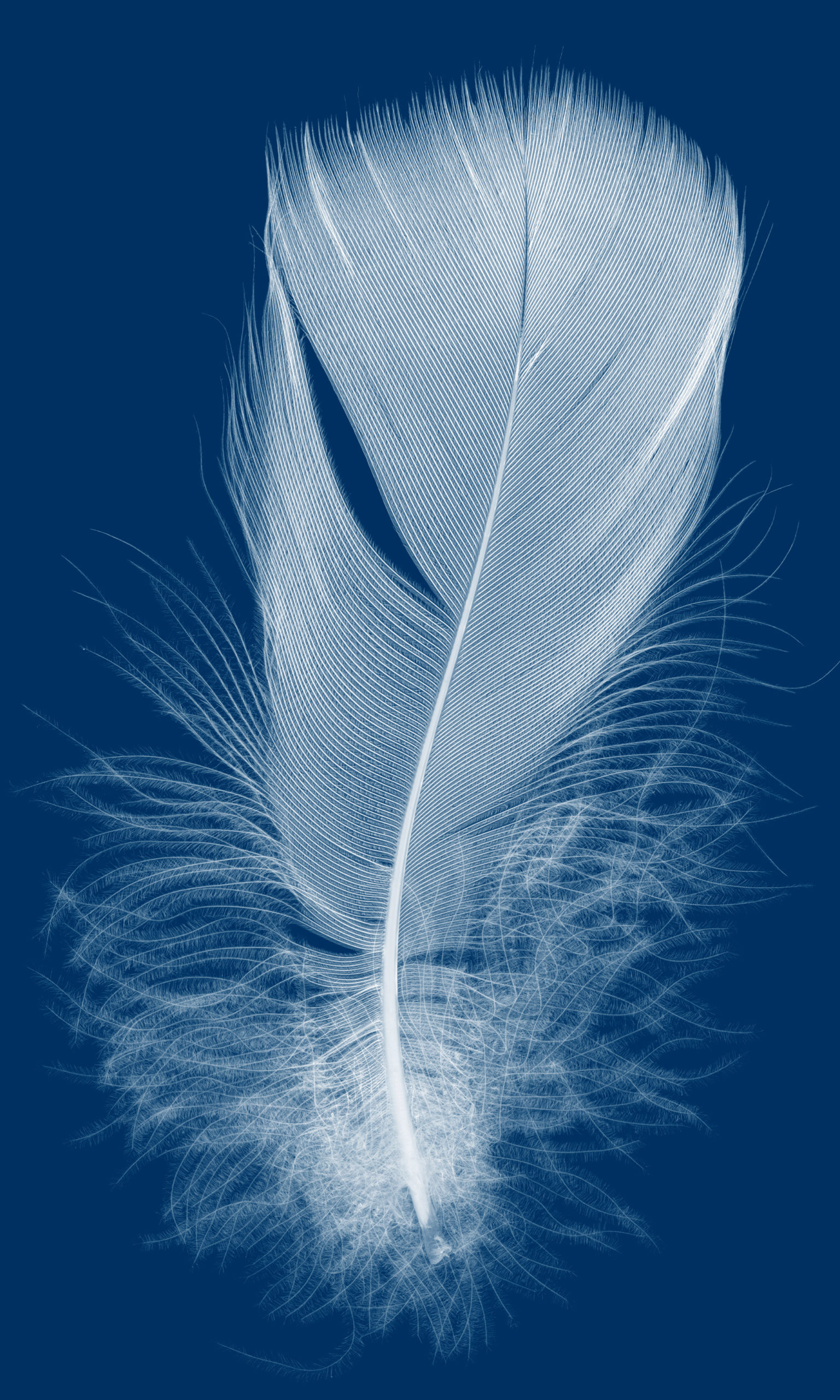 Feathers & Down – EDFA